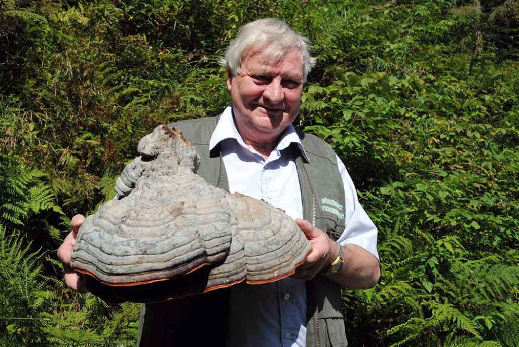 Wer sammelt den originellsten oder größten Baumpilz Südthüringens ...